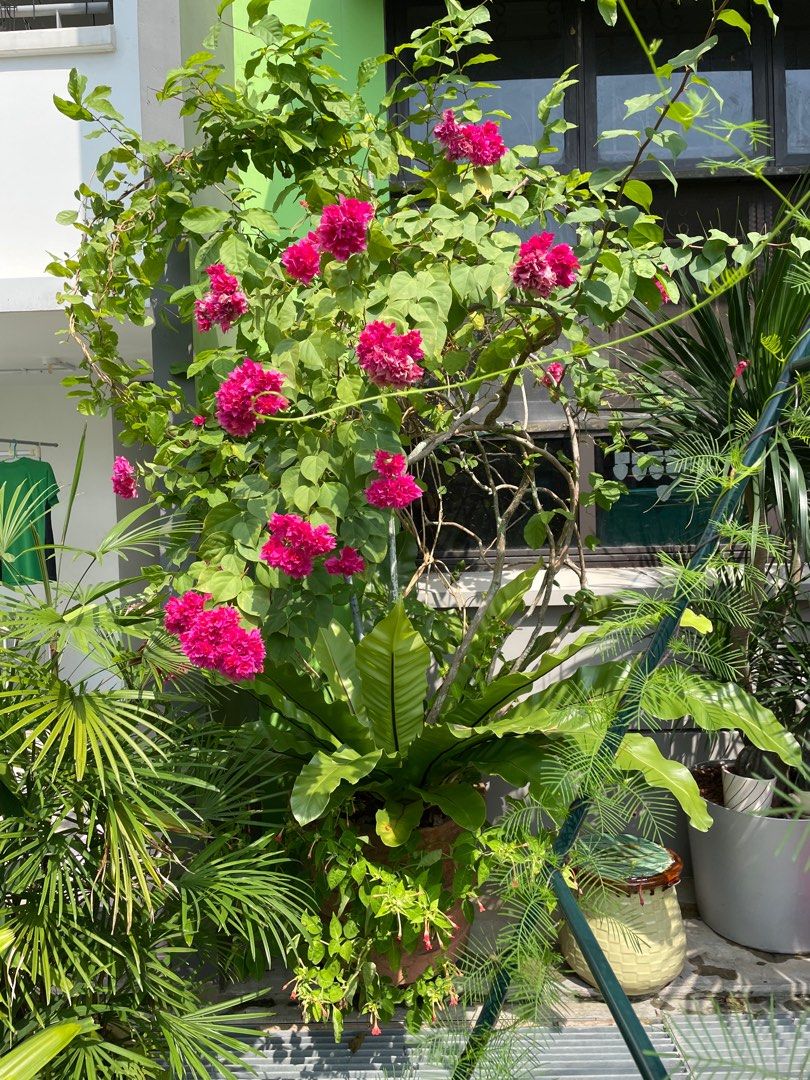 Bougainvillea, Gient Fern, Rangoon Creeper, flowering plant, Furniture ...