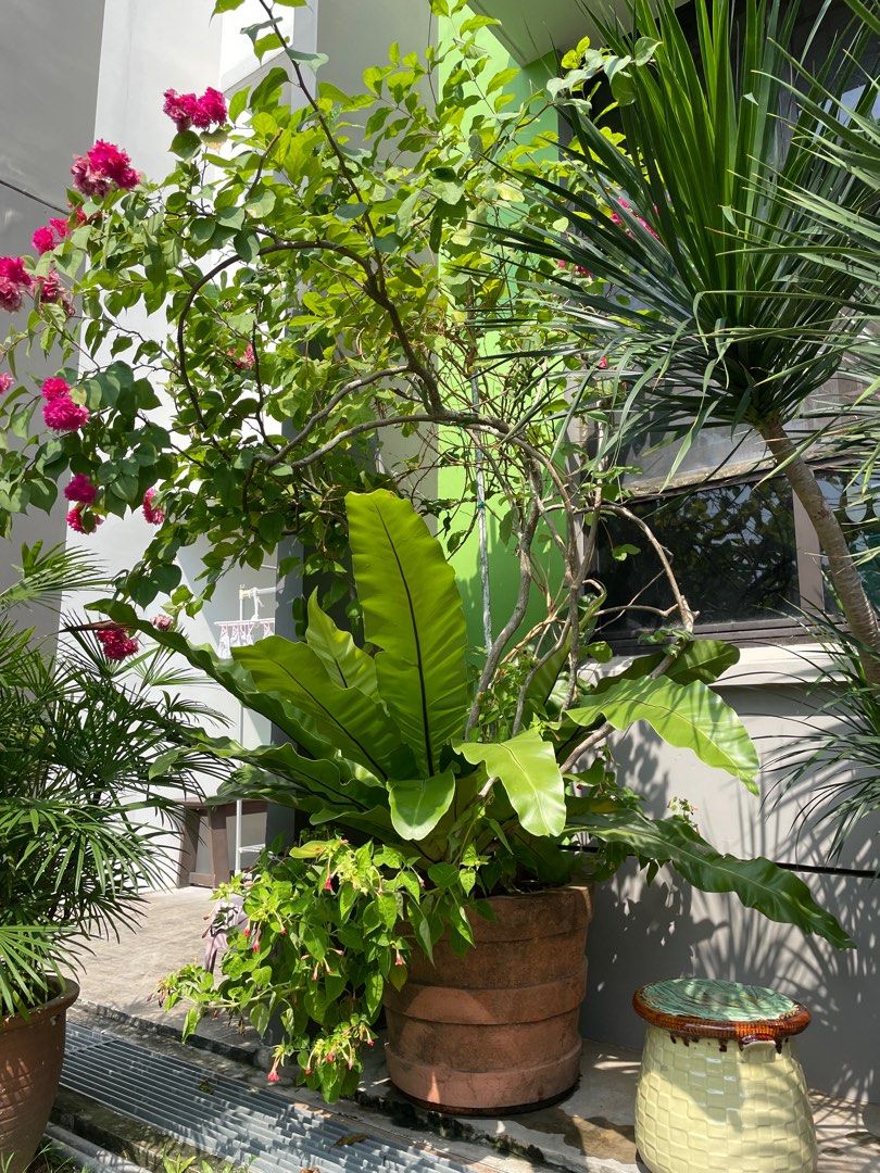 Bougainvillea, Gient Fern, Rangoon Creeper, flowering plant, Furniture ...