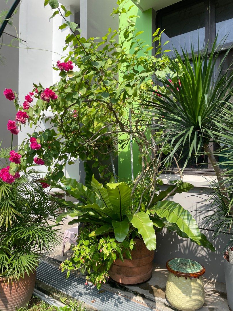 Bougainvillea, Gient Fern, Rangoon Creeper, flowering plant, Furniture ...