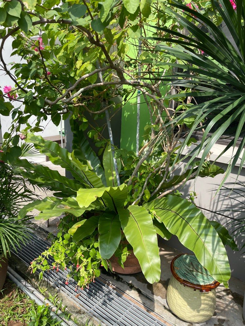 Bougainvillea, Gient Fern, Rangoon Creeper, flowering plant, Furniture ...