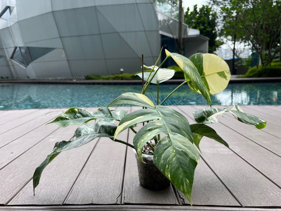 Epipremnum Albo Dragon Tail Furniture And Home Living Gardening Plants And Seeds On Carousell