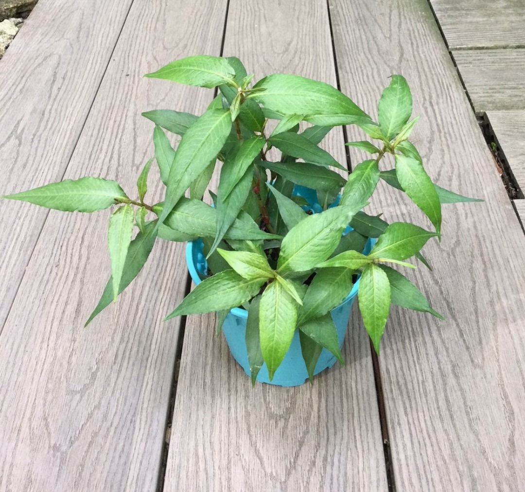 Laksa Leaf Plant (Daun Kesum, Vietnamese Coriander) – Edible plant ...