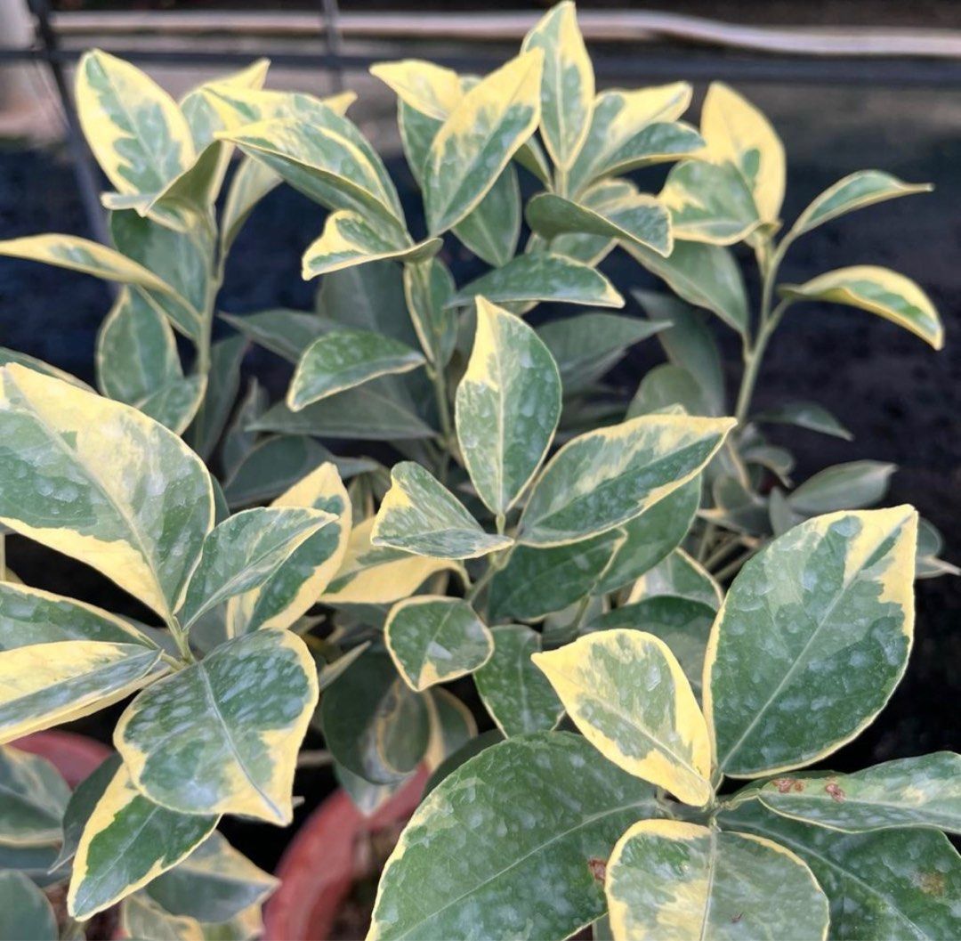 Variegated Orange(0.6m), Furniture & Home Living, Gardening, Plants ...