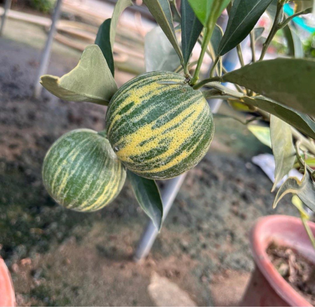 Variegated Orange(0.6m), Furniture & Home Living, Gardening, Plants ...