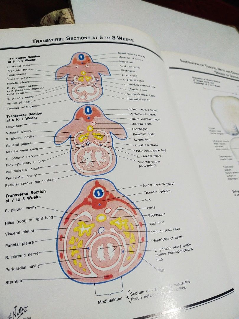 vintage "EMBRYOLOGY" Booklet/F.Netter/1992/For Students & Professionals ...