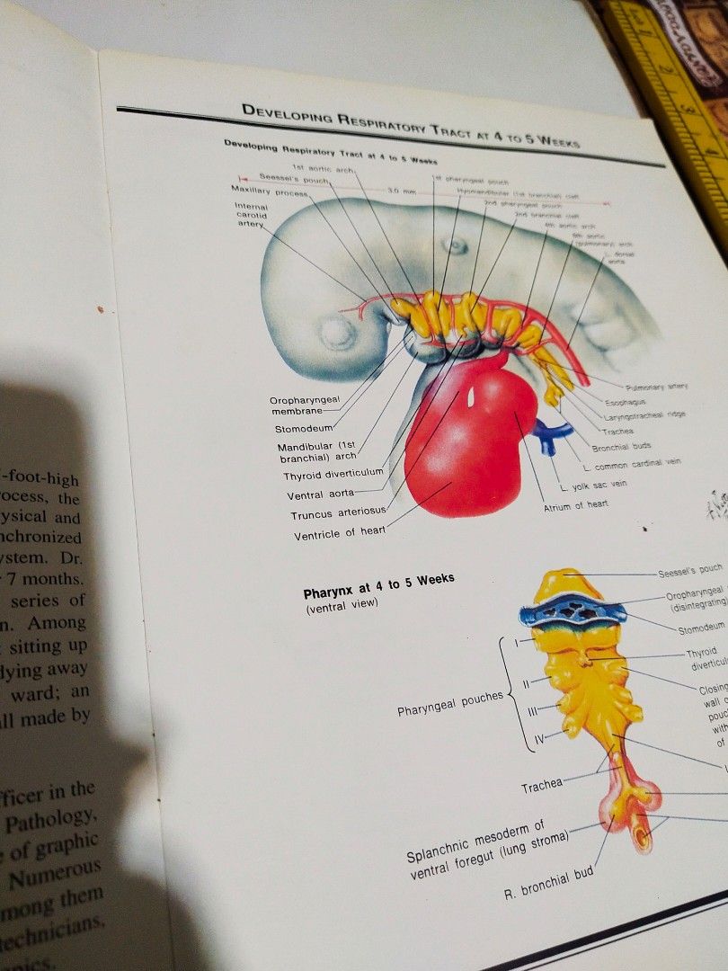 vintage "EMBRYOLOGY" Booklet/F.Netter/1992/For Students & Professionals ...
