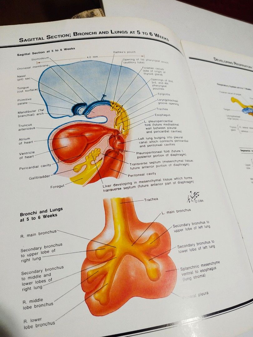 vintage "EMBRYOLOGY" Booklet/F.Netter/1992/For Students & Professionals ...
