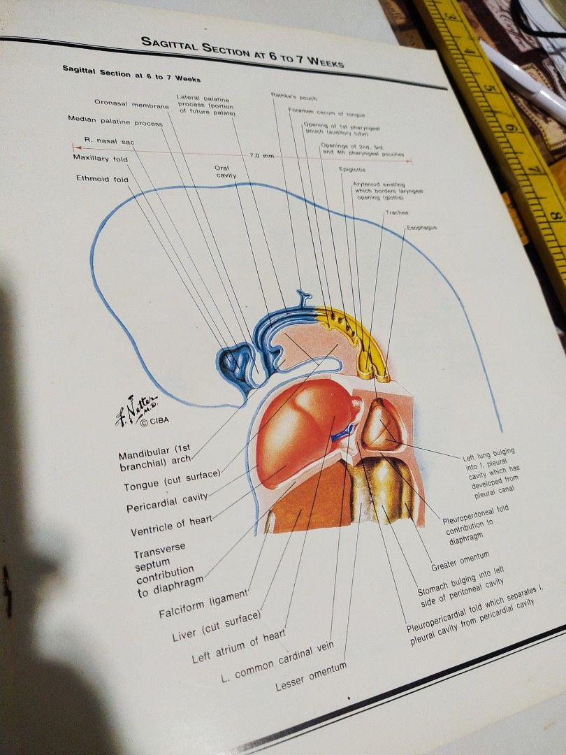 vintage "EMBRYOLOGY" Booklet/F.Netter/1992/For Students & Professionals ...