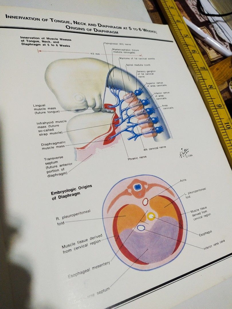 vintage "EMBRYOLOGY" Booklet/F.Netter/1992/For Students & Professionals ...