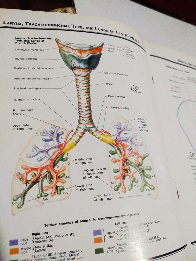 vintage "EMBRYOLOGY" Booklet/F.Netter/1992/For Students & Professionals ...
