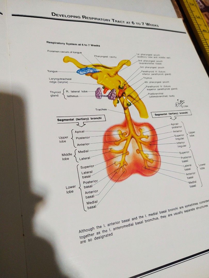 vintage "EMBRYOLOGY" Booklet/F.Netter/1992/For Students & Professionals ...