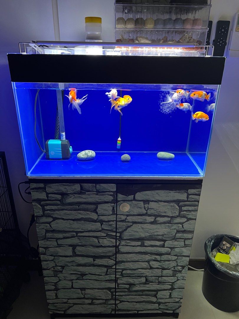 2 feet tank, Pet Supplies, Homes & Other Pet Accessories on Carousell