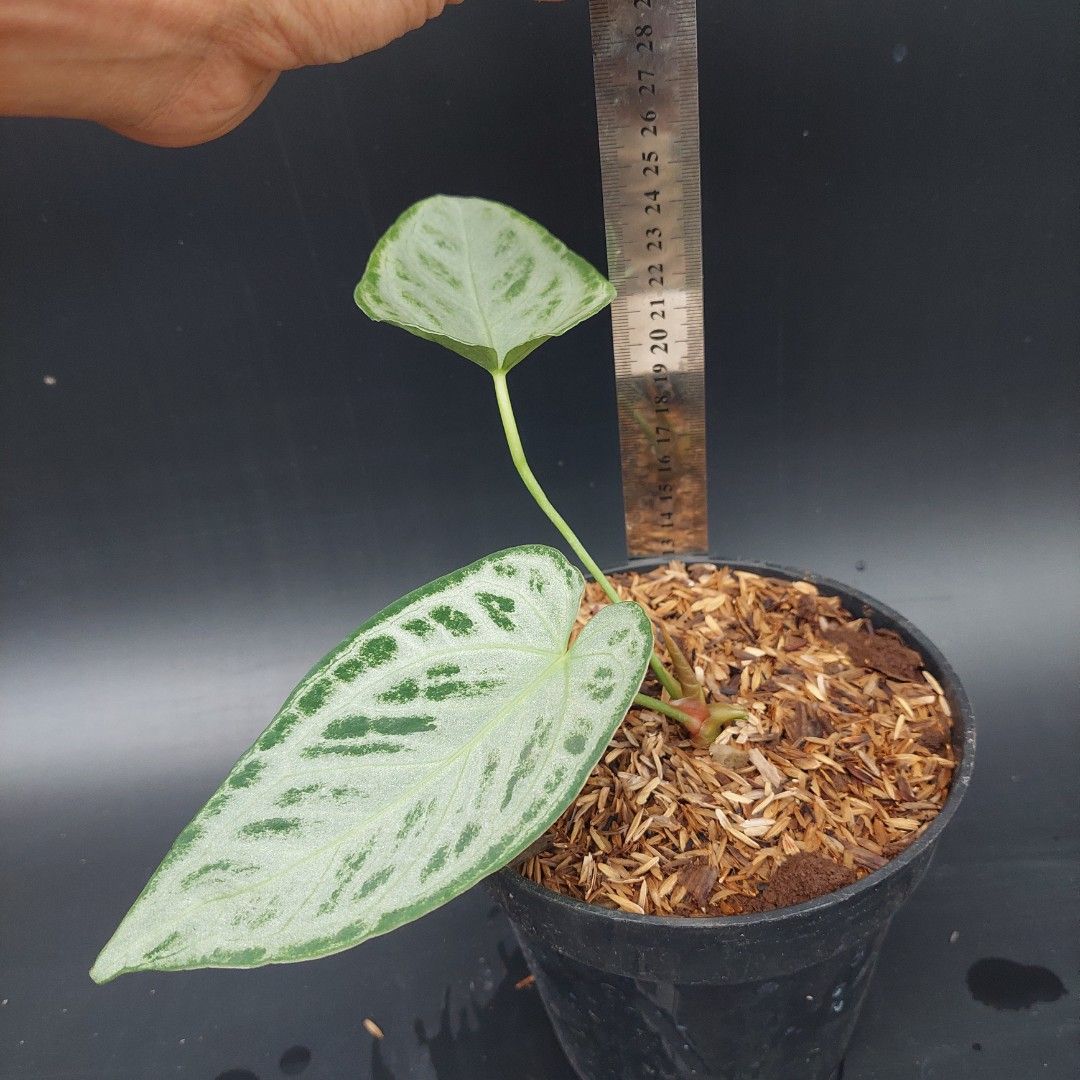 Anthurium Silver Chrome, Furniture & Home Living, Gardening, Plants ...