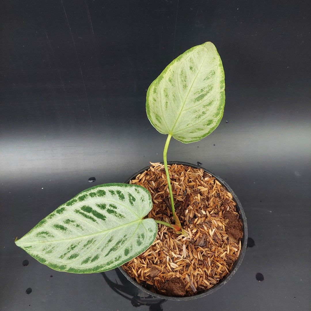 Anthurium Silver Chrome, Furniture & Home Living, Gardening, Plants ...