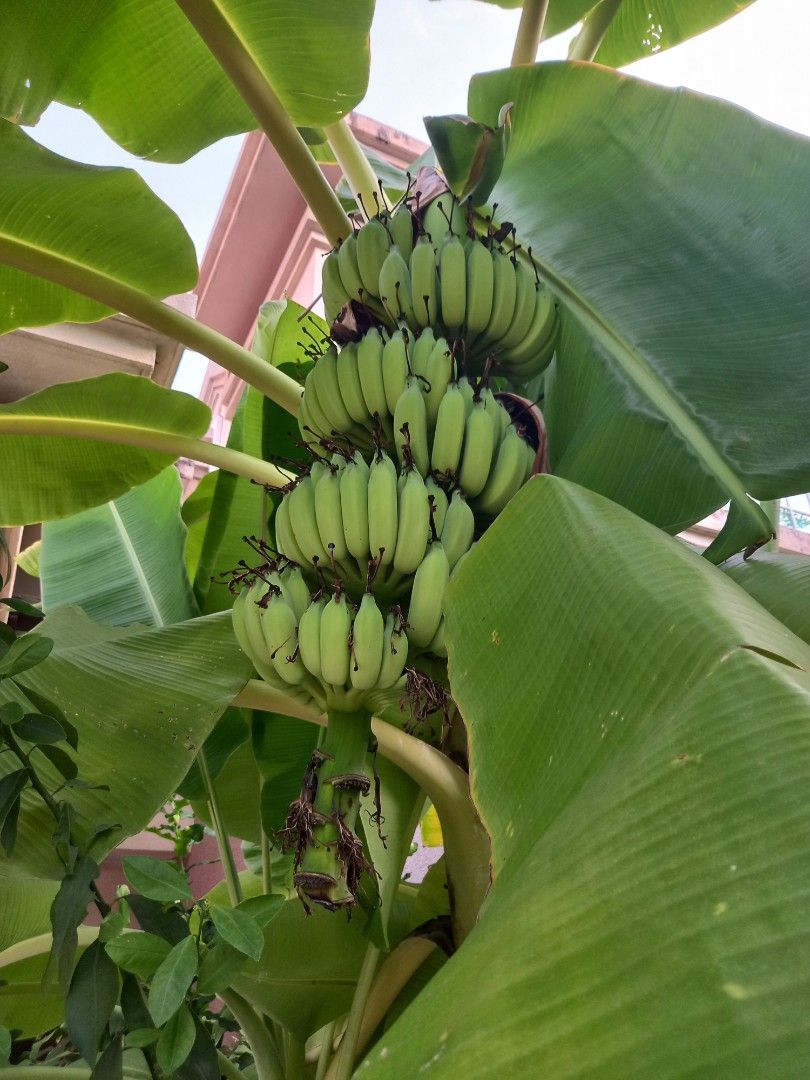 Blue Java Banana Plant, Furniture & Home Living, Gardening, Plants ...