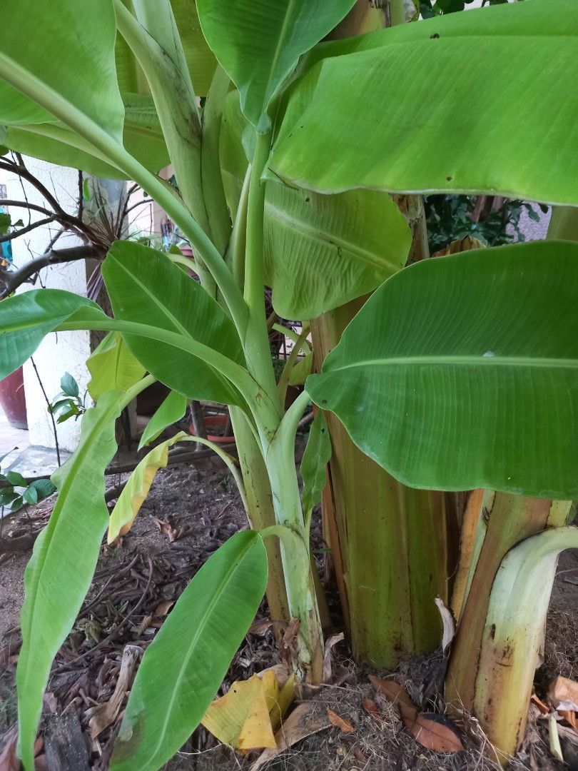 Blue Java Banana Plant, Furniture & Home Living, Gardening, Plants ...