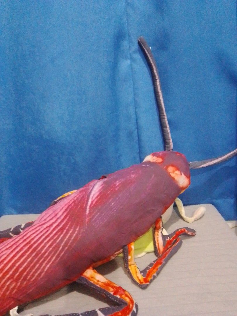 Boneka Kecoa Raksasa, Toys & Collectibles, Mainan di Carousell