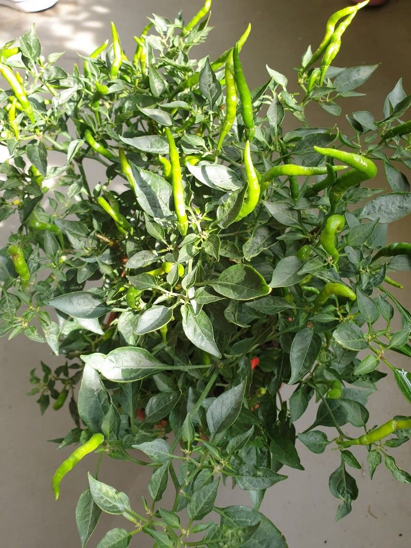 Capsicum Frutescens Tabasco Pepper Chili Padi plant herb plant ...
