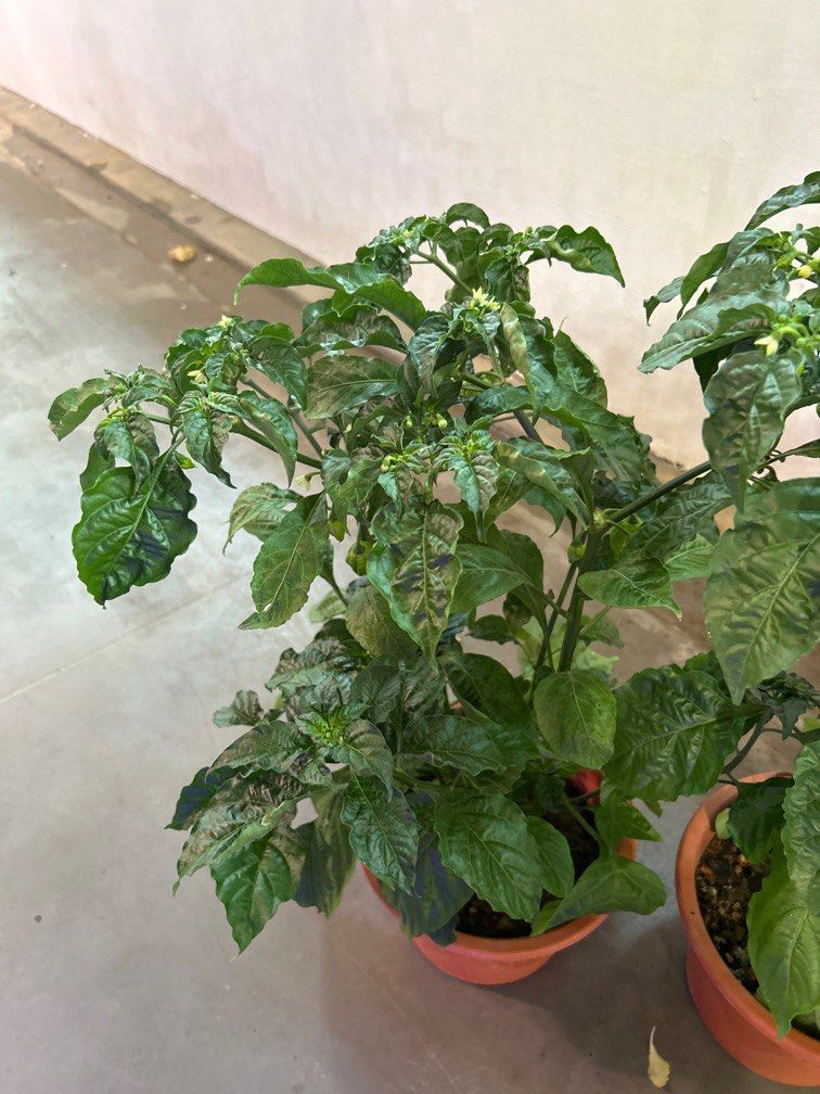Chilli Hantu/Ghost Pepper Fruiting Plant $15 each, Furniture & Home ...