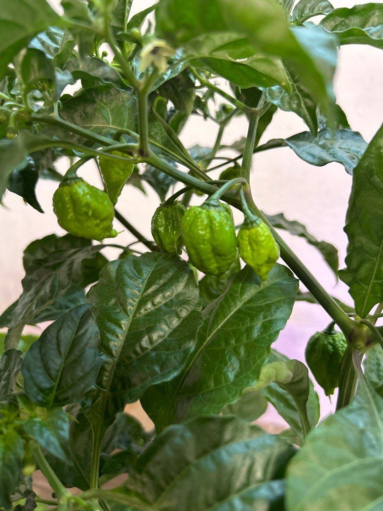 Chilli Hantu/Ghost Pepper Fruiting Plant $15 each, Furniture & Home ...