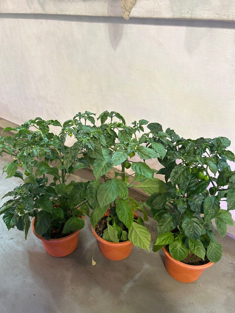 Chilli Hantu/Ghost Pepper Fruiting Plant $15 each, Furniture & Home ...