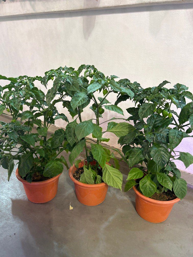 Chilli Hantu/Ghost Pepper Fruiting Plant $15 each, Furniture & Home ...