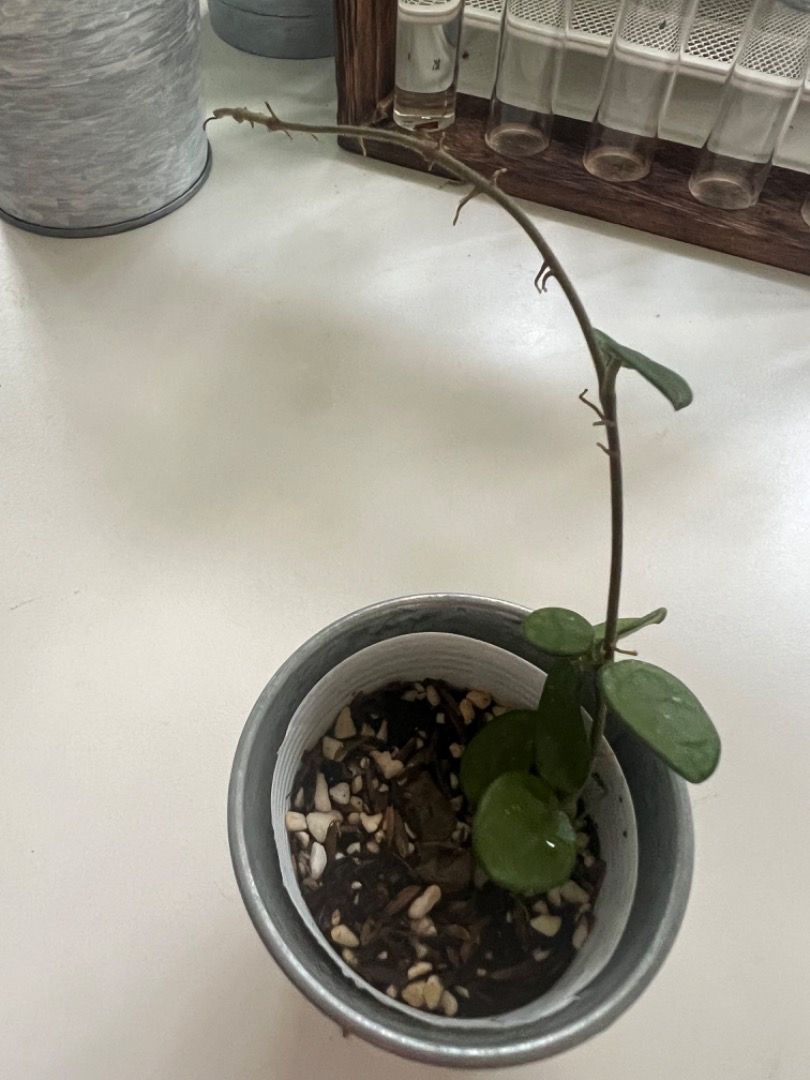 Hoya mathilde splash, Furniture & Home Living, Gardening, Plants ...