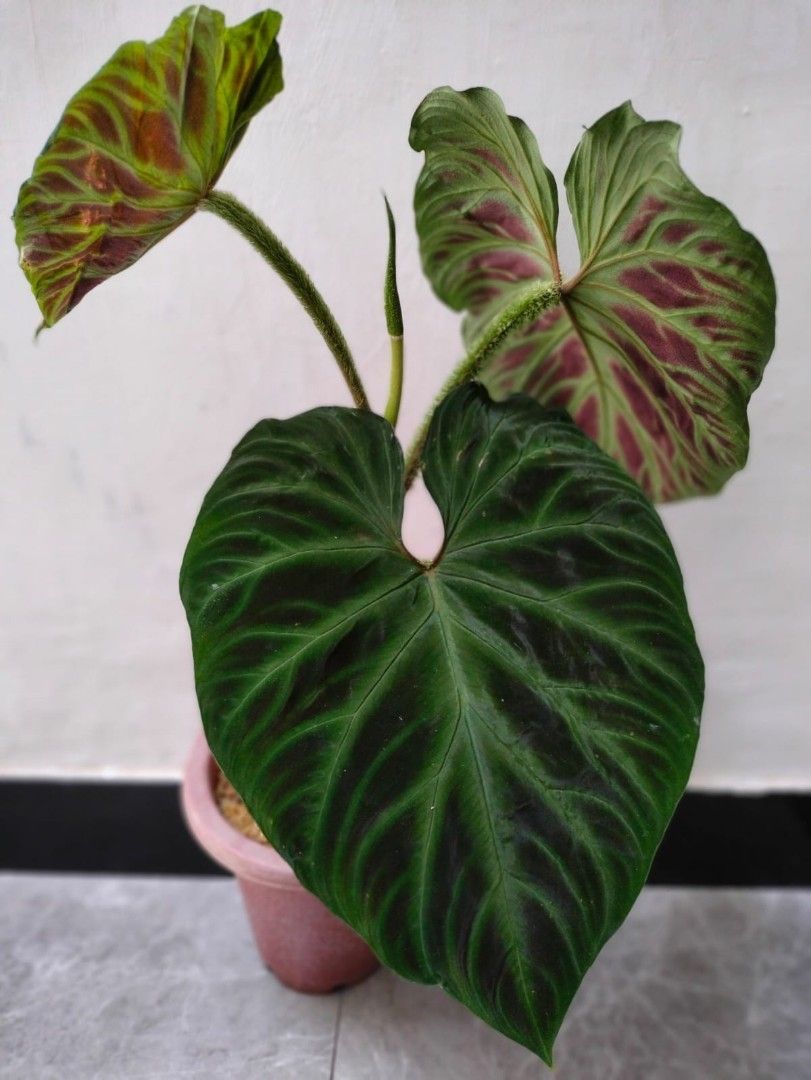 Philodendron Verrucosum Dark Form, Furniture & Home Living, Gardening ...