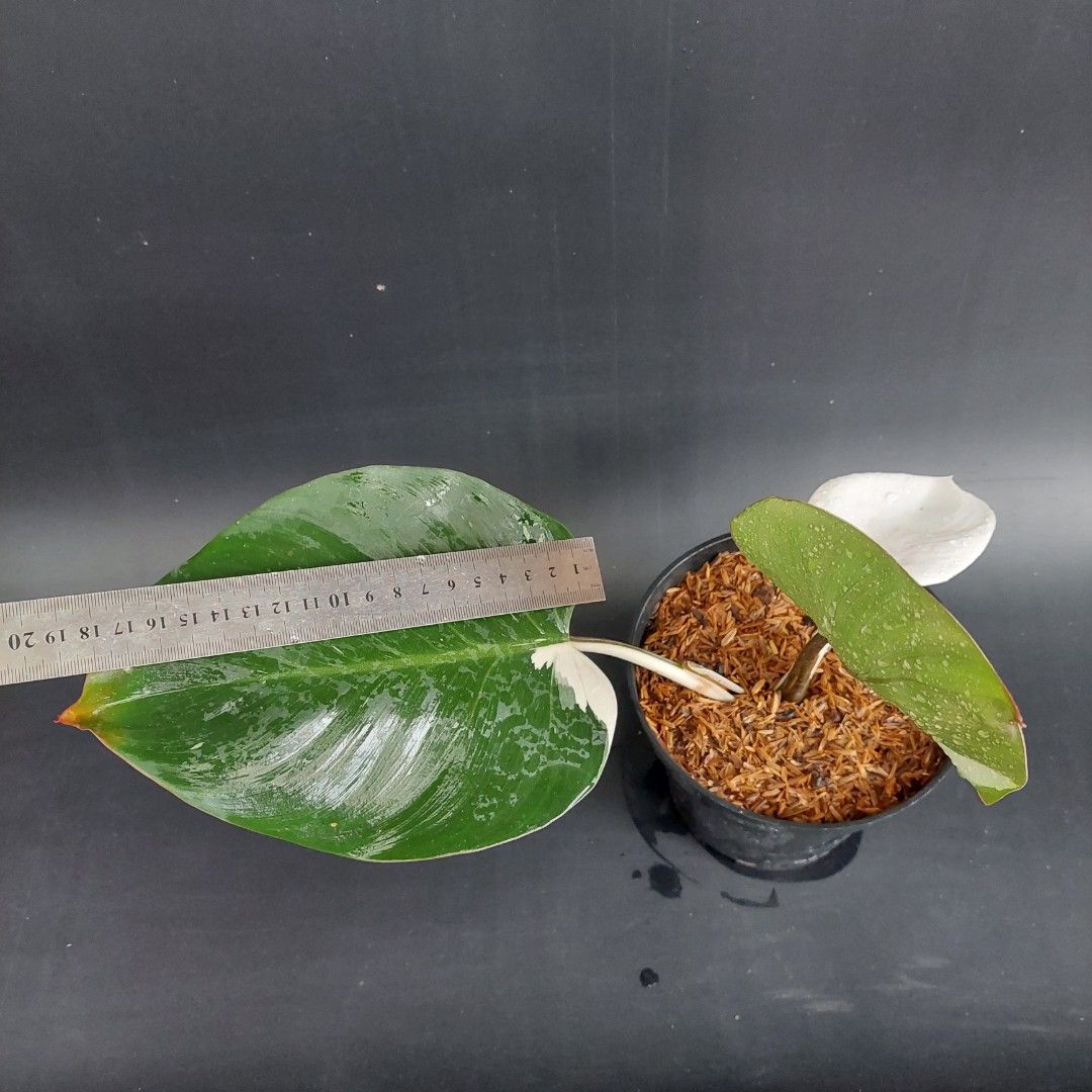 Philodendron white knight, Furniture & Home Living, Gardening, Plants ...