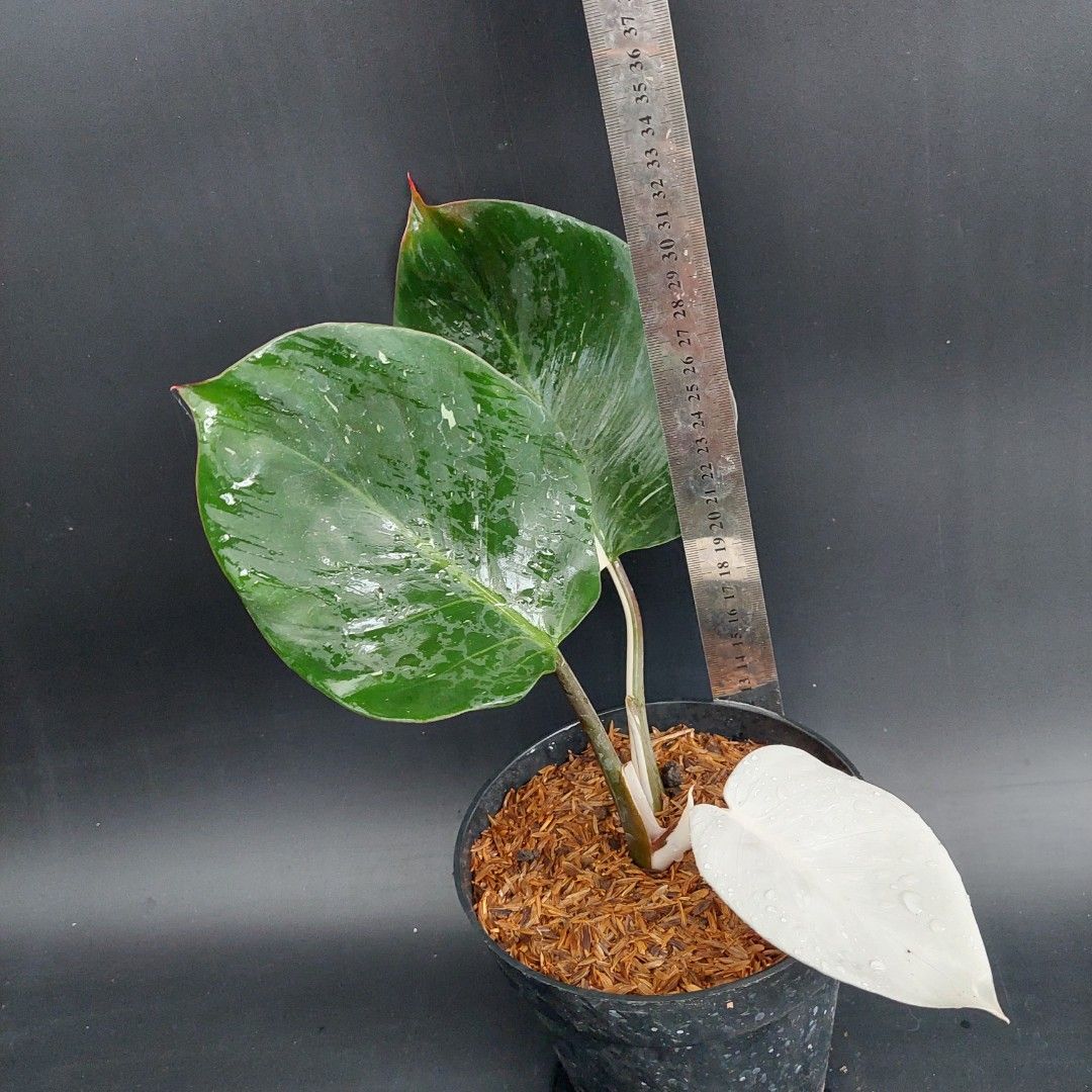 Philodendron white knight, Furniture & Home Living, Gardening, Plants ...