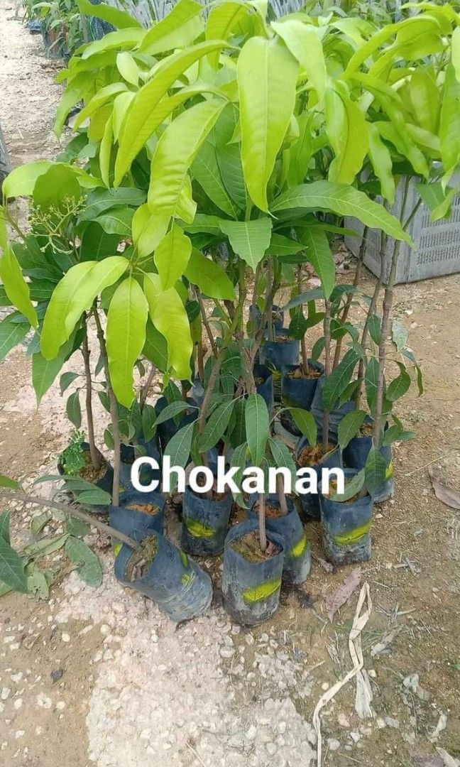 pokok Mangga chokanan, Furniture & Home Living, Gardening, Plants ...