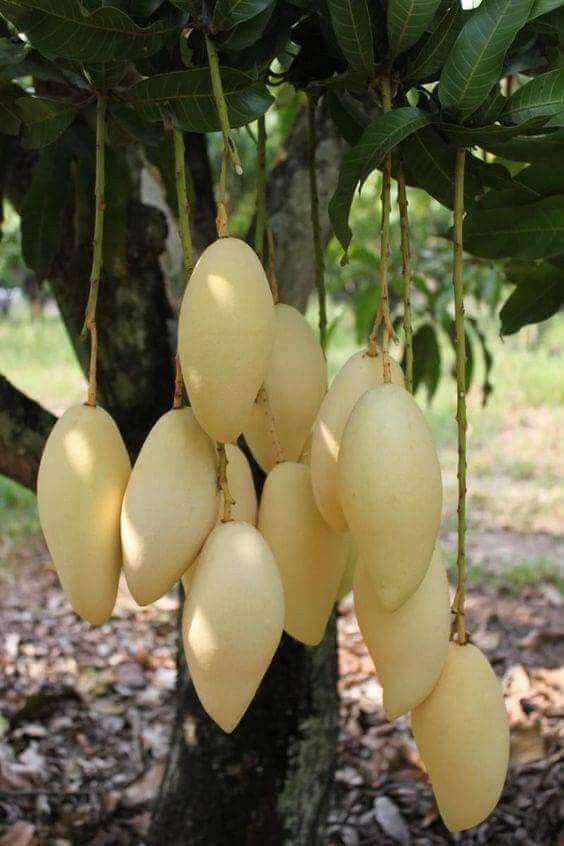 pokok mangga THAI GOLDEN MANGO (Nam dok mai / mangga air bungo ...