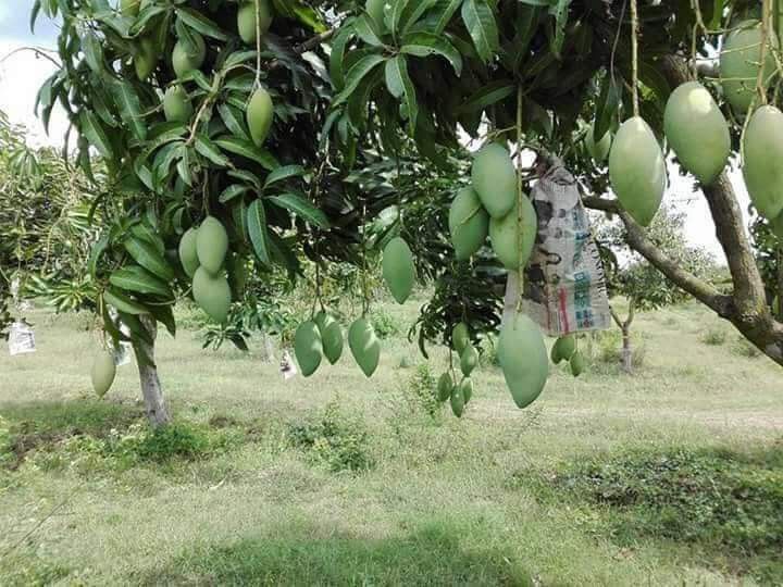 pokok mangga THAI GOLDEN MANGO (Nam dok mai / mangga air bungo ...