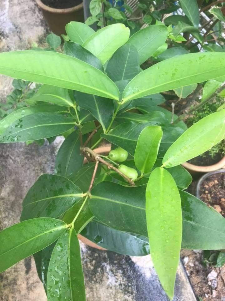 pokok Thai green Jambu air, Furniture & Home Living, Gardening, Plants ...