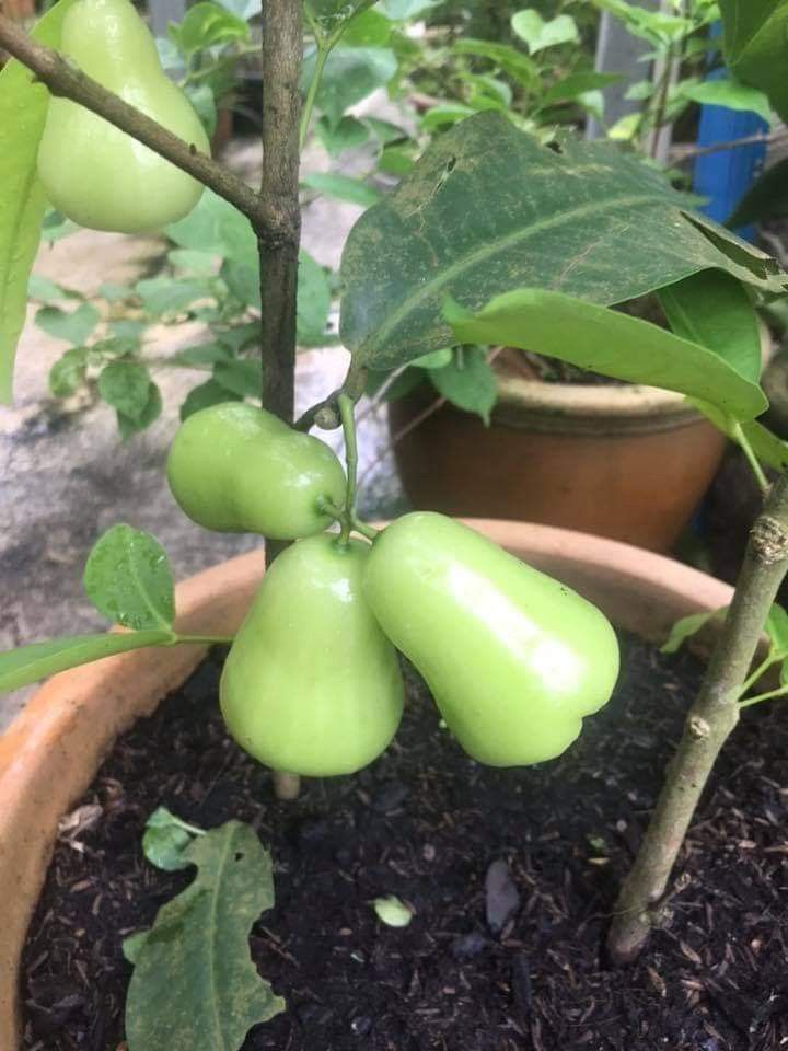 pokok Thai green Jambu air, Furniture & Home Living, Gardening, Plants ...