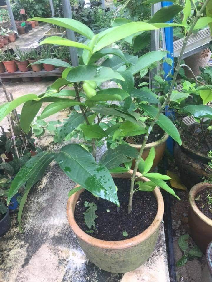 pokok Thai green Jambu air, Furniture & Home Living, Gardening, Plants ...