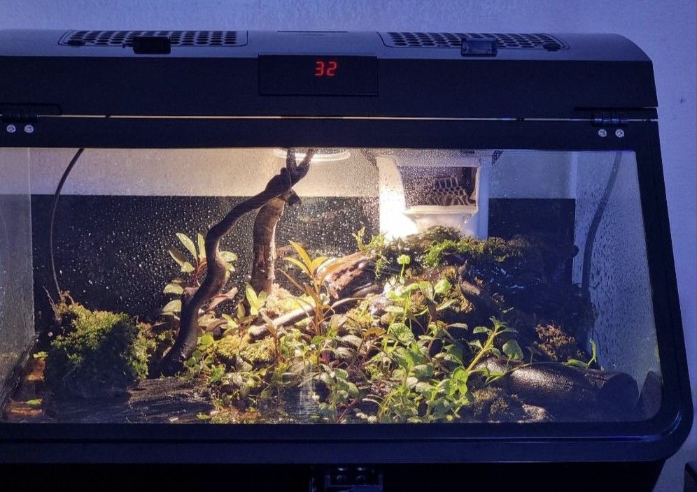 Reptile terrarium tank and plant included, Pet Supplies, Homes & Other ...