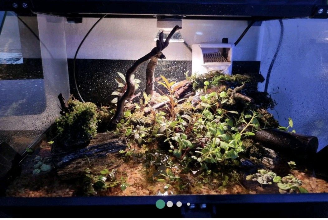 Reptile terrarium tank and plant included, Pet Supplies, Homes & Other ...