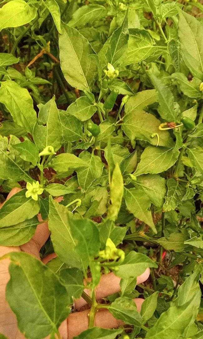 Siling labuyo, Furniture & Home Living, Gardening, Plants & Seeds on ...