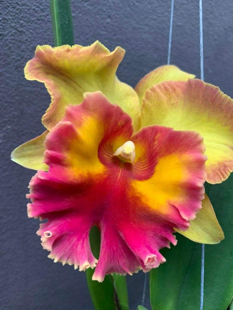 Cattleya Chomthong Fancy ~ Orchid Plant ( Pre-order ), Furniture & Home ...