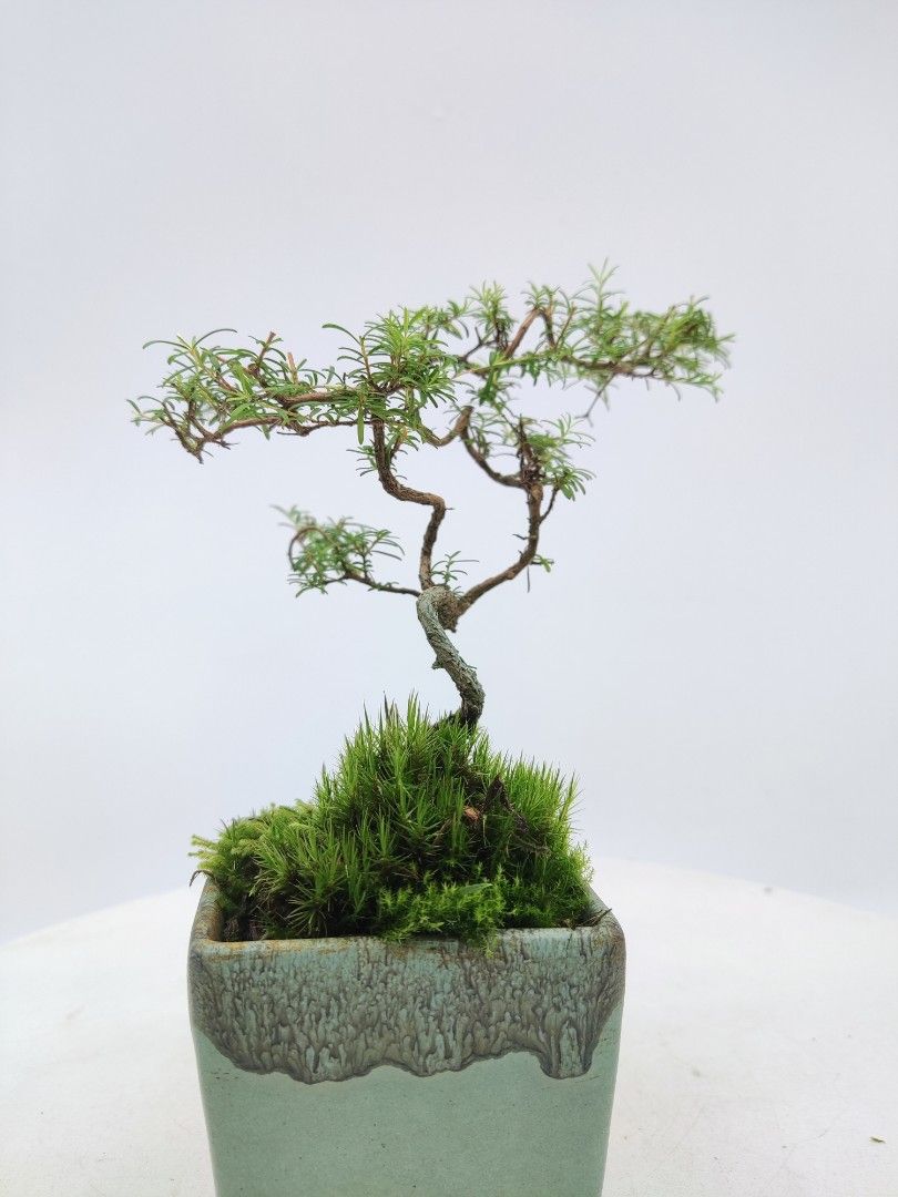 Cucur Atap Baeckea Bonsai, Furniture & Home Living, Gardening, Plants ...