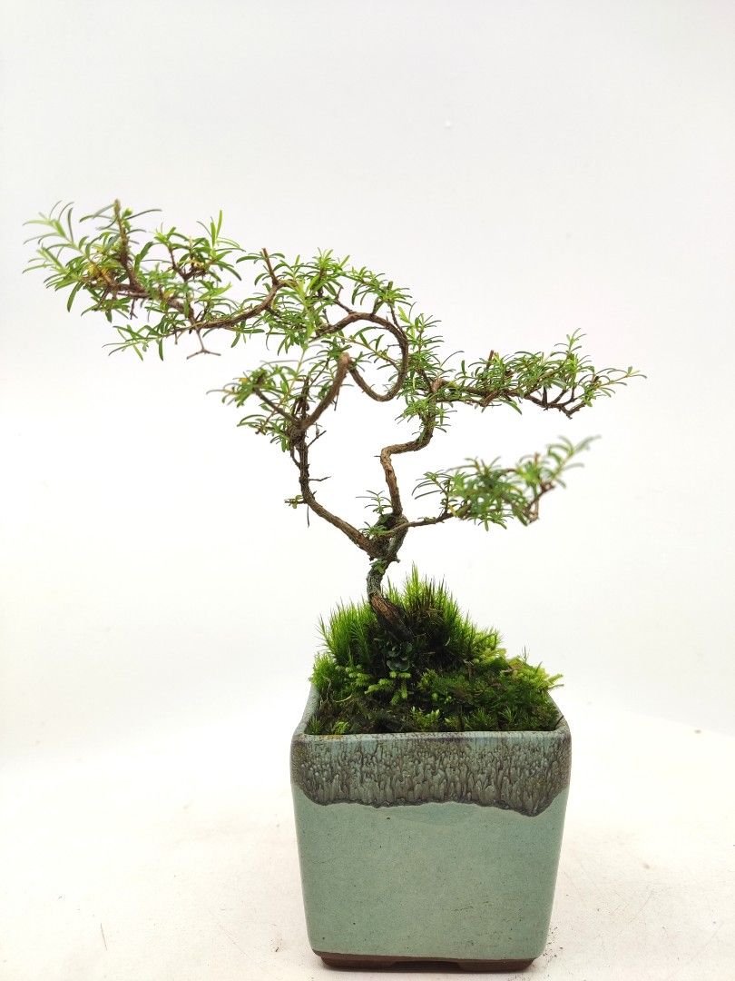 Cucur Atap Baeckea Bonsai, Furniture & Home Living, Gardening, Plants ...