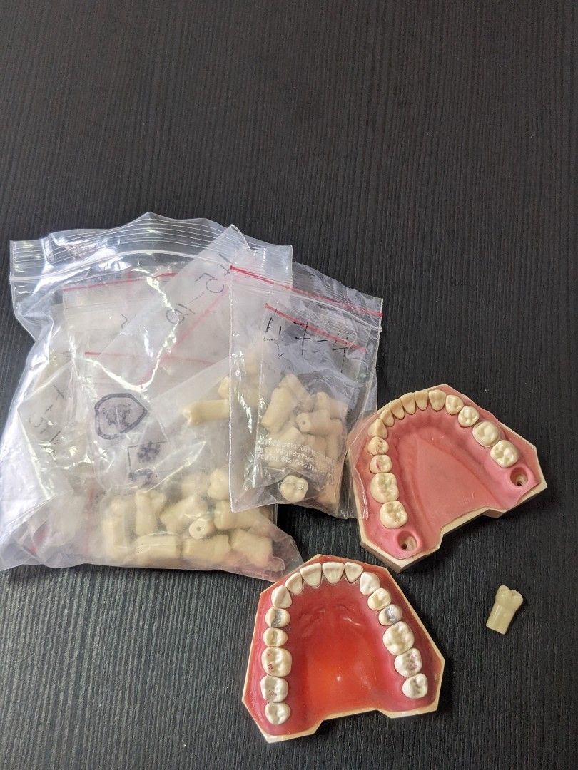 Frasaco Dental Jaws and teeth, Dental Materials, Dental Amalgamator ...