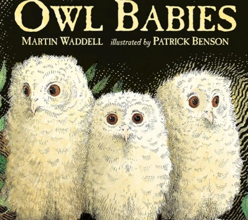 Owl Babies storybook, Hobbies & Toys, Books & Magazines, Fiction & Non ...