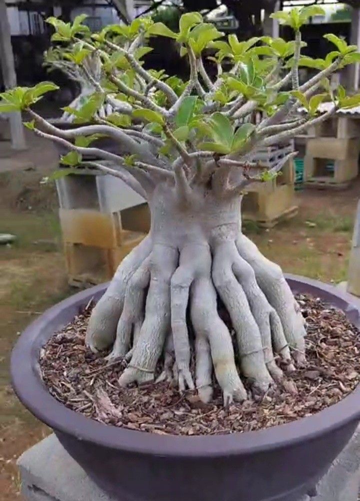 Adenium Bonsai Dessert Rose plant, Furniture & Home Living, Gardening ...