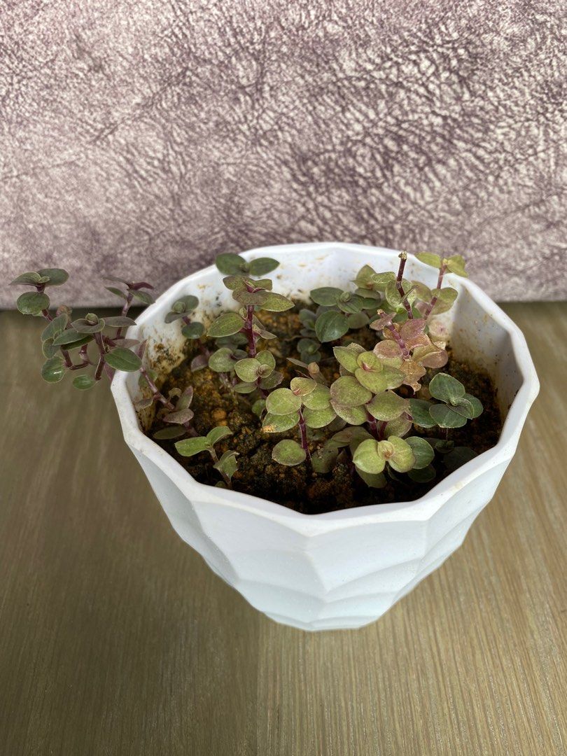 Callisia repens plant/ turtle vine plant, Furniture & Home Living ...