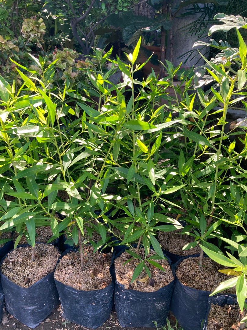 Conocorpus 2ft, Furniture & Home Living, Gardening, Plants & Seeds on ...