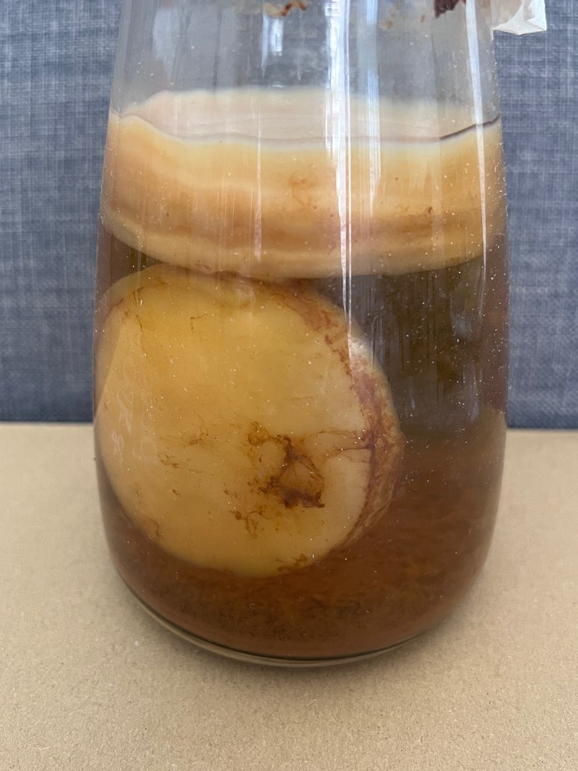 Kombucha Scoby and starter tea, Food & Drinks, Other Food & Drinks on ...