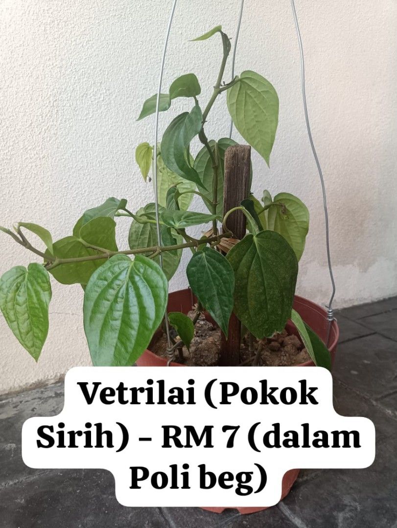 Pokok Sirih / Vetrilai/ Fresh Betel Plant, Furniture & Home Living ...