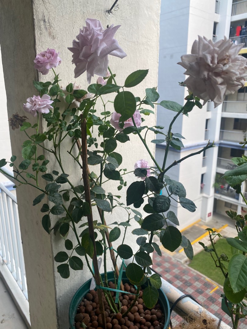 Potted Rose Plant: Blue Storm ( grafted rose), Furniture & Home Living ...